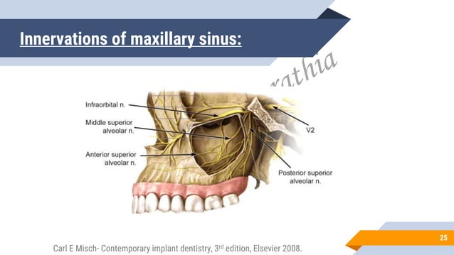 Embryology of Maxilla, Palate, Maxillary sinus & Lips and their Defects ...
