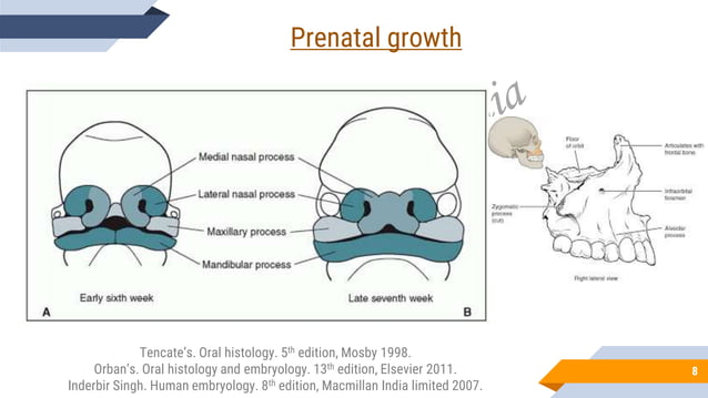 Embryology of Maxilla, Palate, Maxillary sinus & Lips and their Defects | PPTX | Ear, Nose and ...
