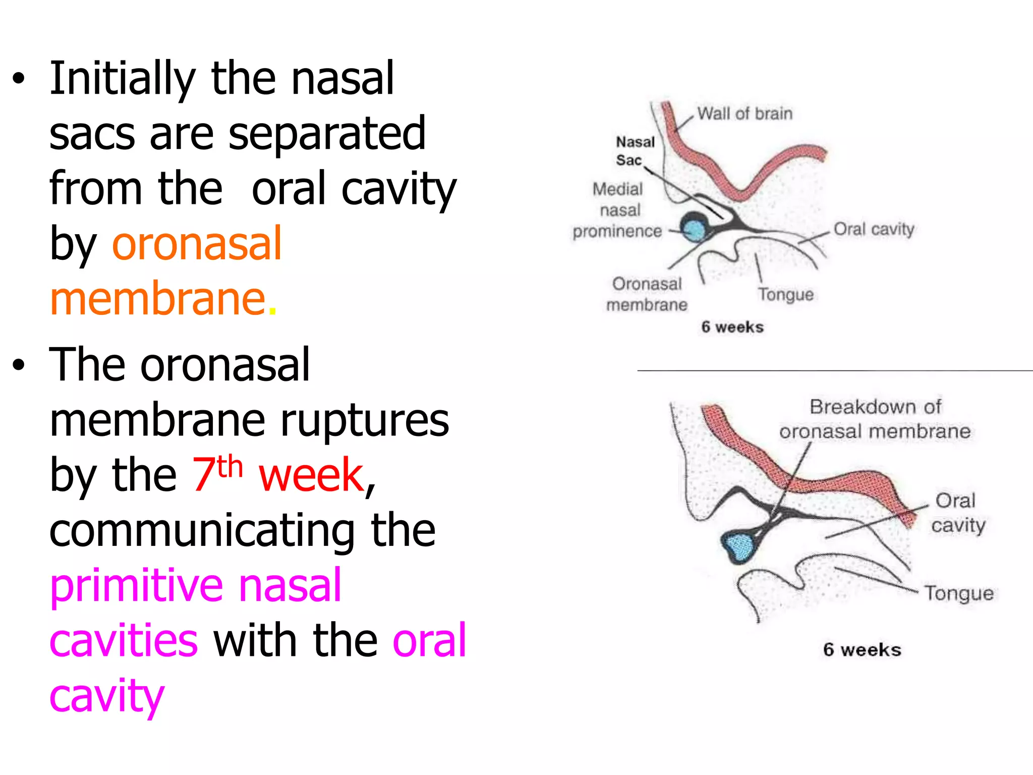 Embryology of nose 1440 copy | PPT