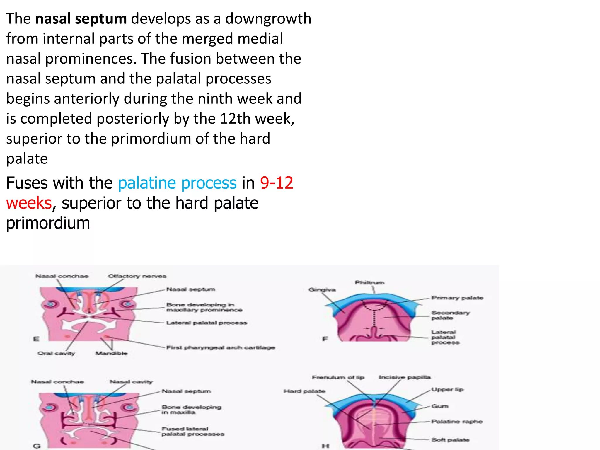 Embryology of nose 1440 copy | PPT
