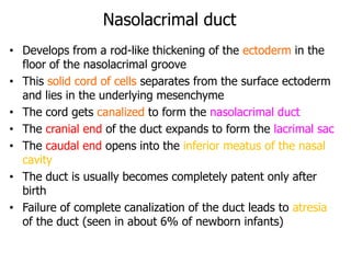 Embryology of nose 1440 copy | PPT
