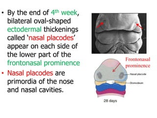 Embryology of nose 1440 copy | PPT