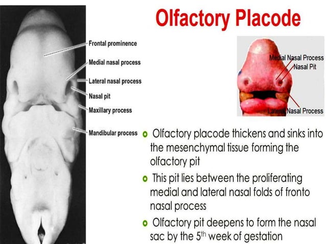 Embryology of nose 1440 copy | PPT