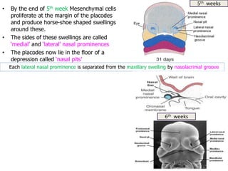 Embryology of nose 1440 copy | PPT