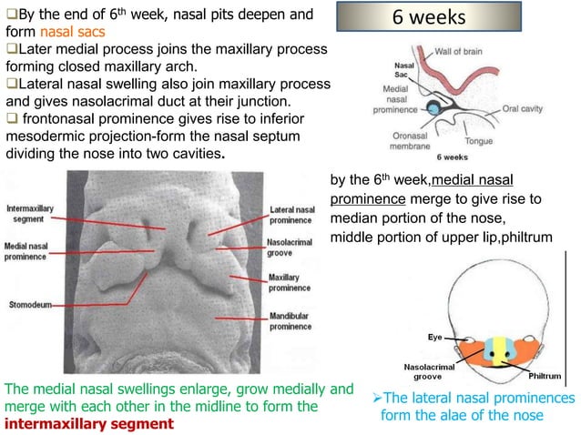 Embryology of nose 1440 copy | PPT