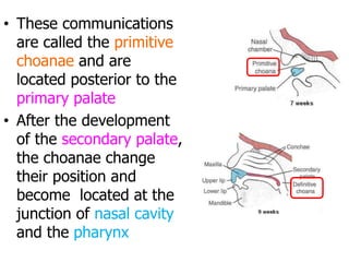 Embryology of nose 1440 copy | PPT