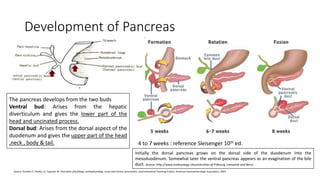 Embryology of pancreas | PPTX