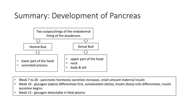 Embryology of pancreas
