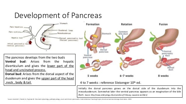 Embryology of pancreas