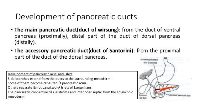 Embryology of pancreas