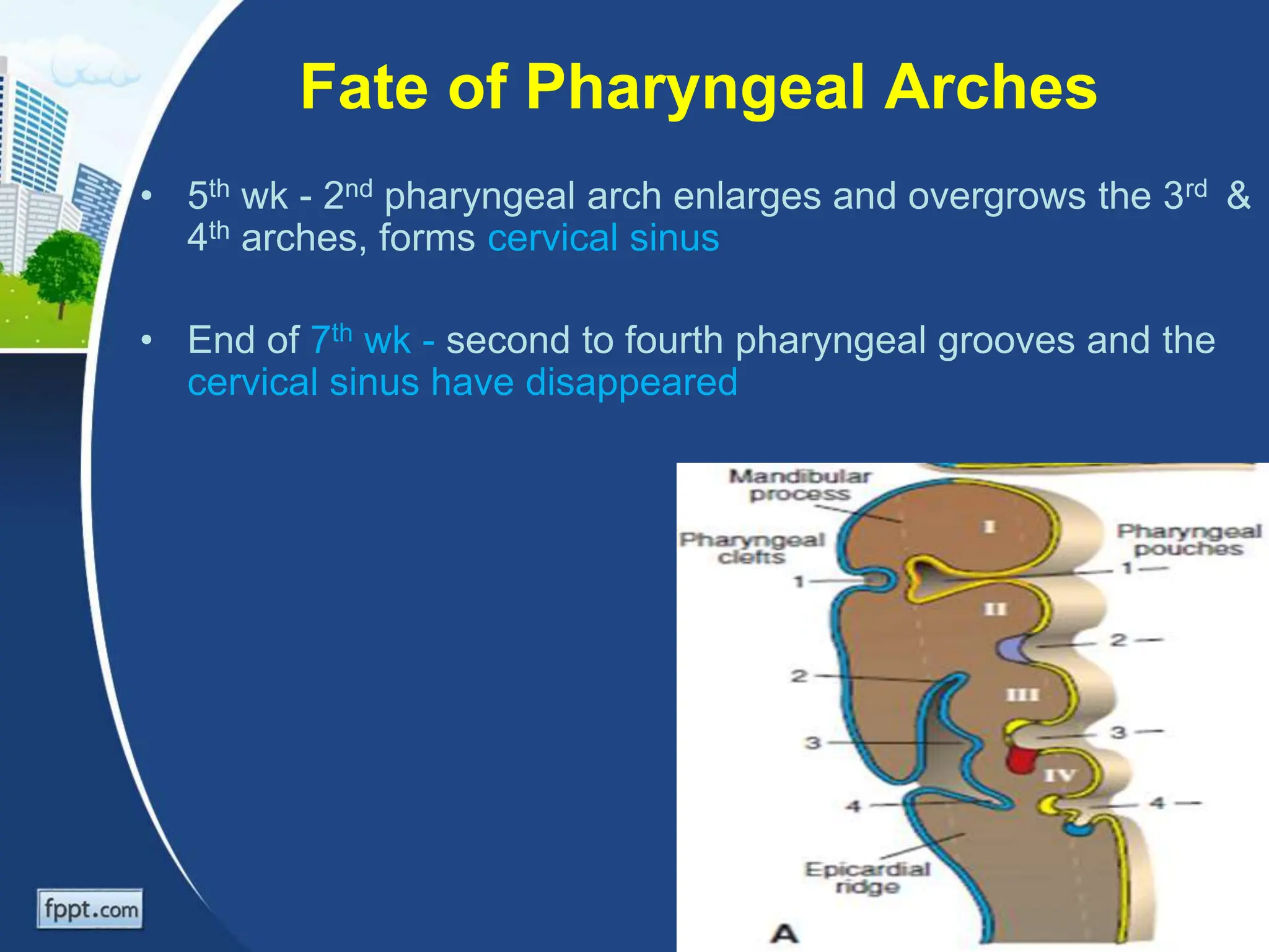 Embryology of Pharyngeal arches and it's clinical aspect.ppt