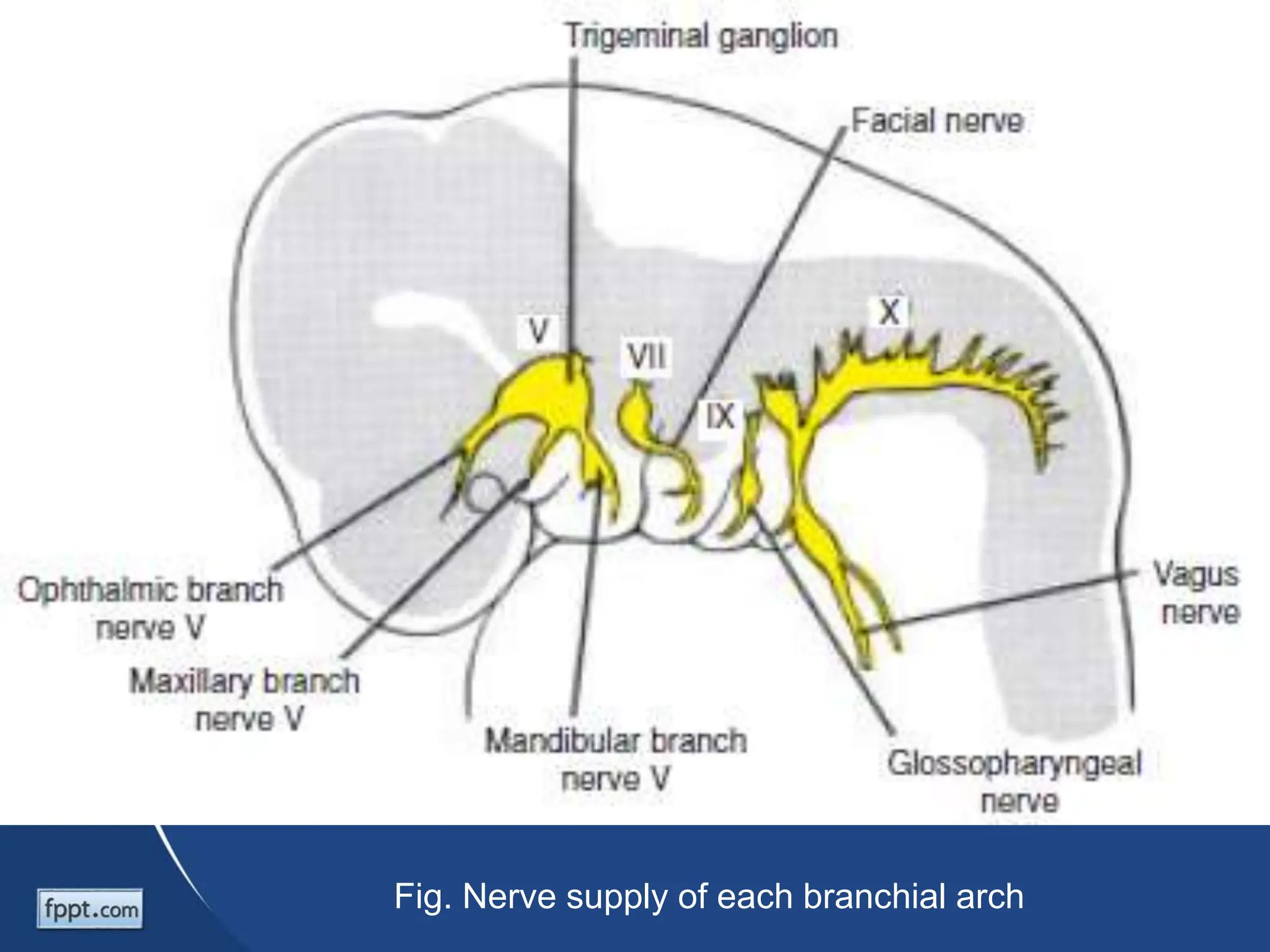 Embryology of Pharyngeal arches and it's clinical aspect.ppt