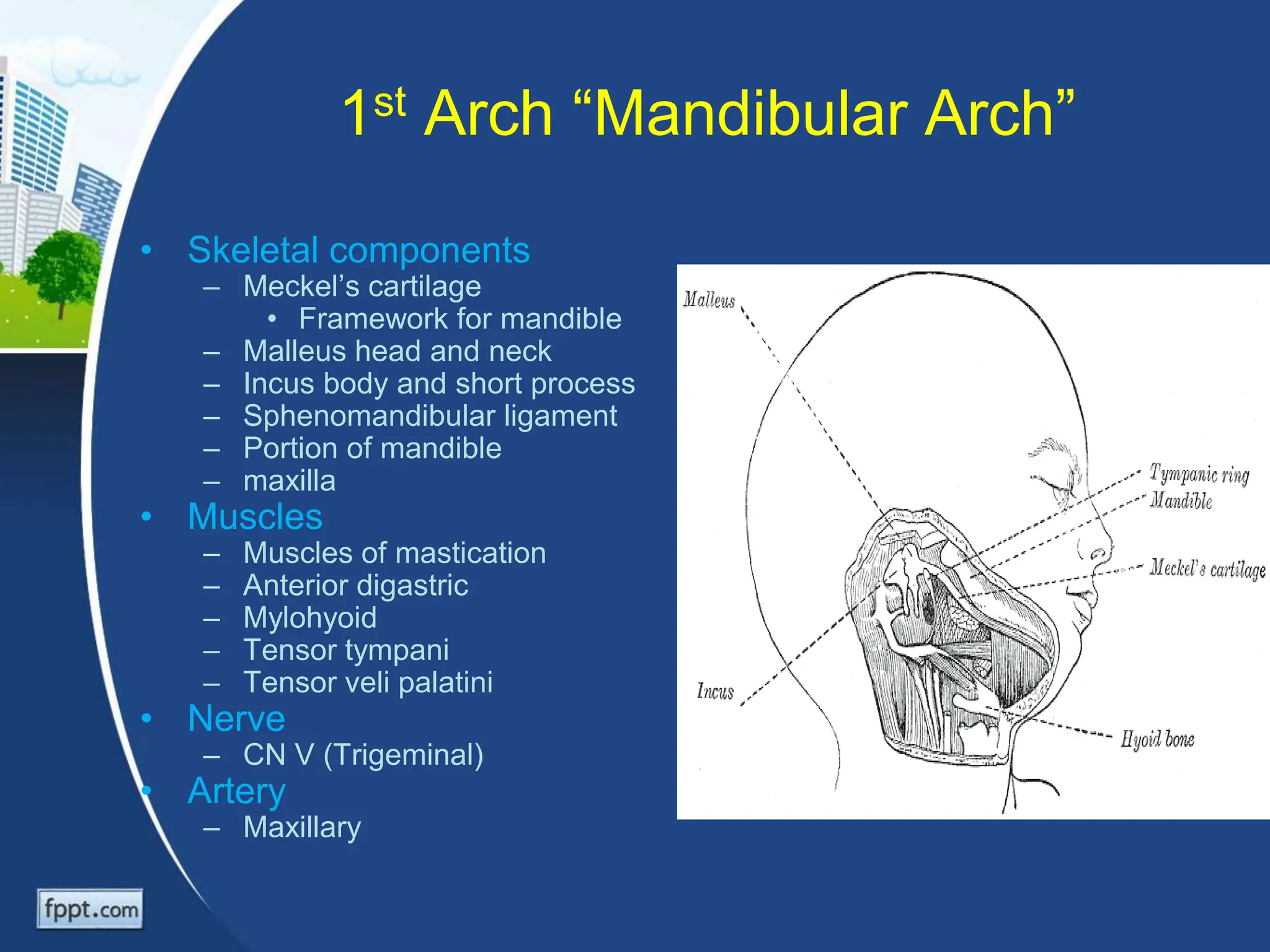 Embryology of Pharyngeal arches and it's clinical aspect.ppt