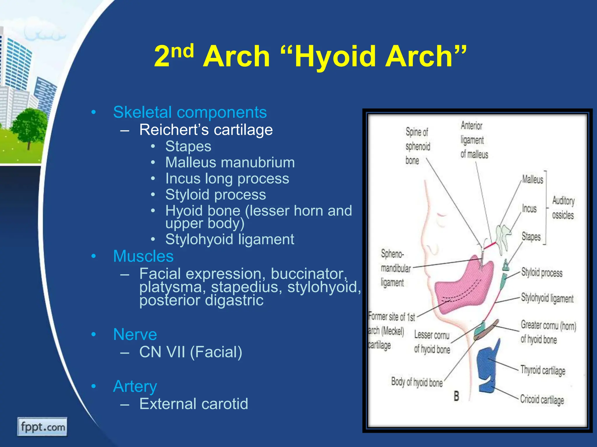 Embryology of Pharyngeal arches and it's clinical aspect.ppt
