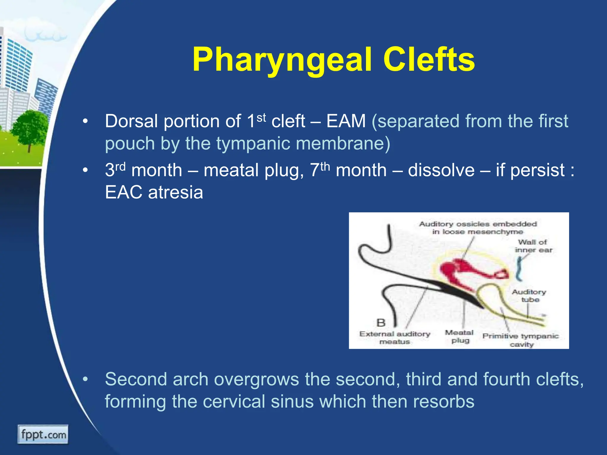 Embryology of Pharyngeal arches and it's clinical aspect.ppt