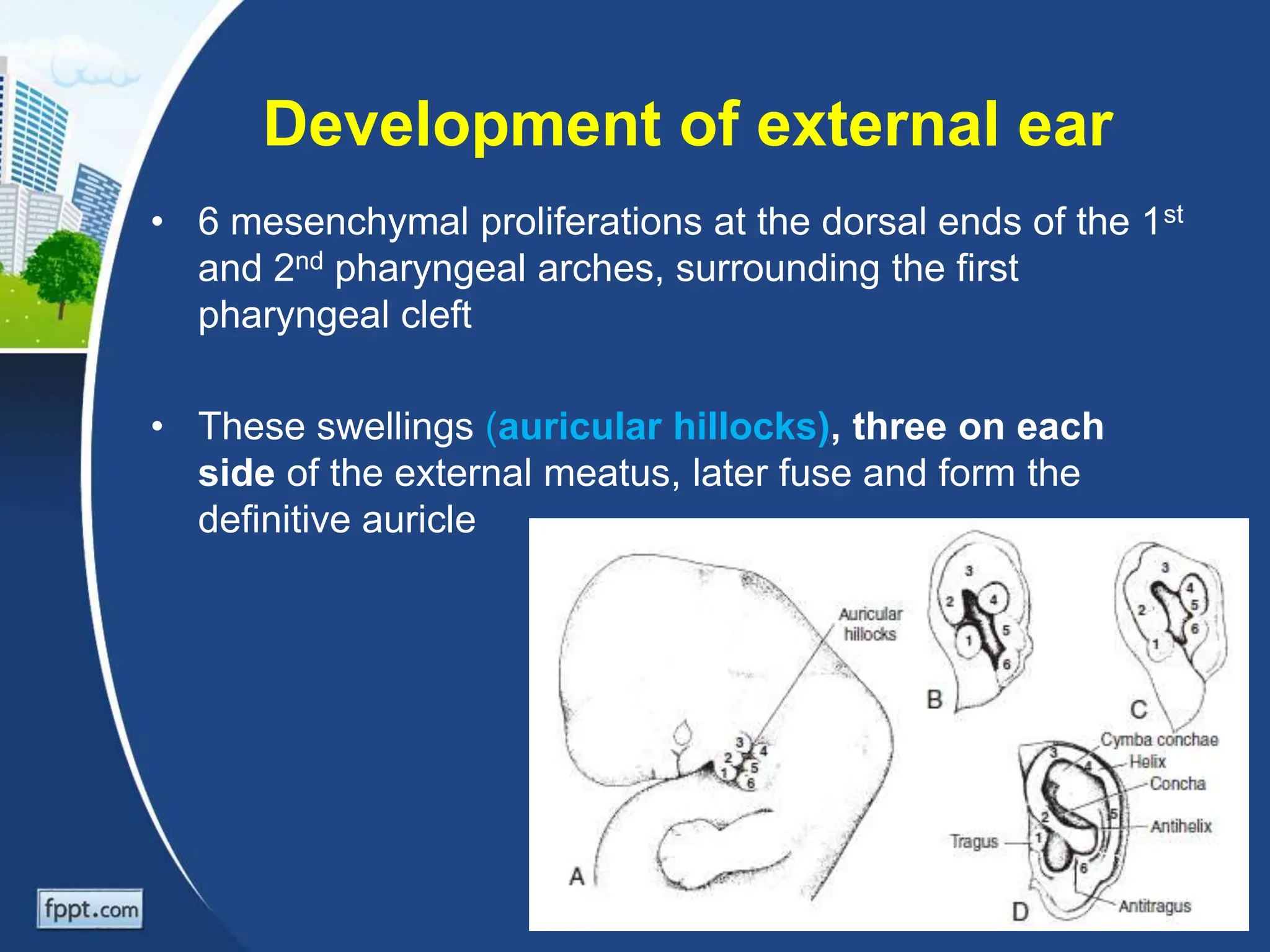 Embryology of Pharyngeal arches and it's clinical aspect.ppt