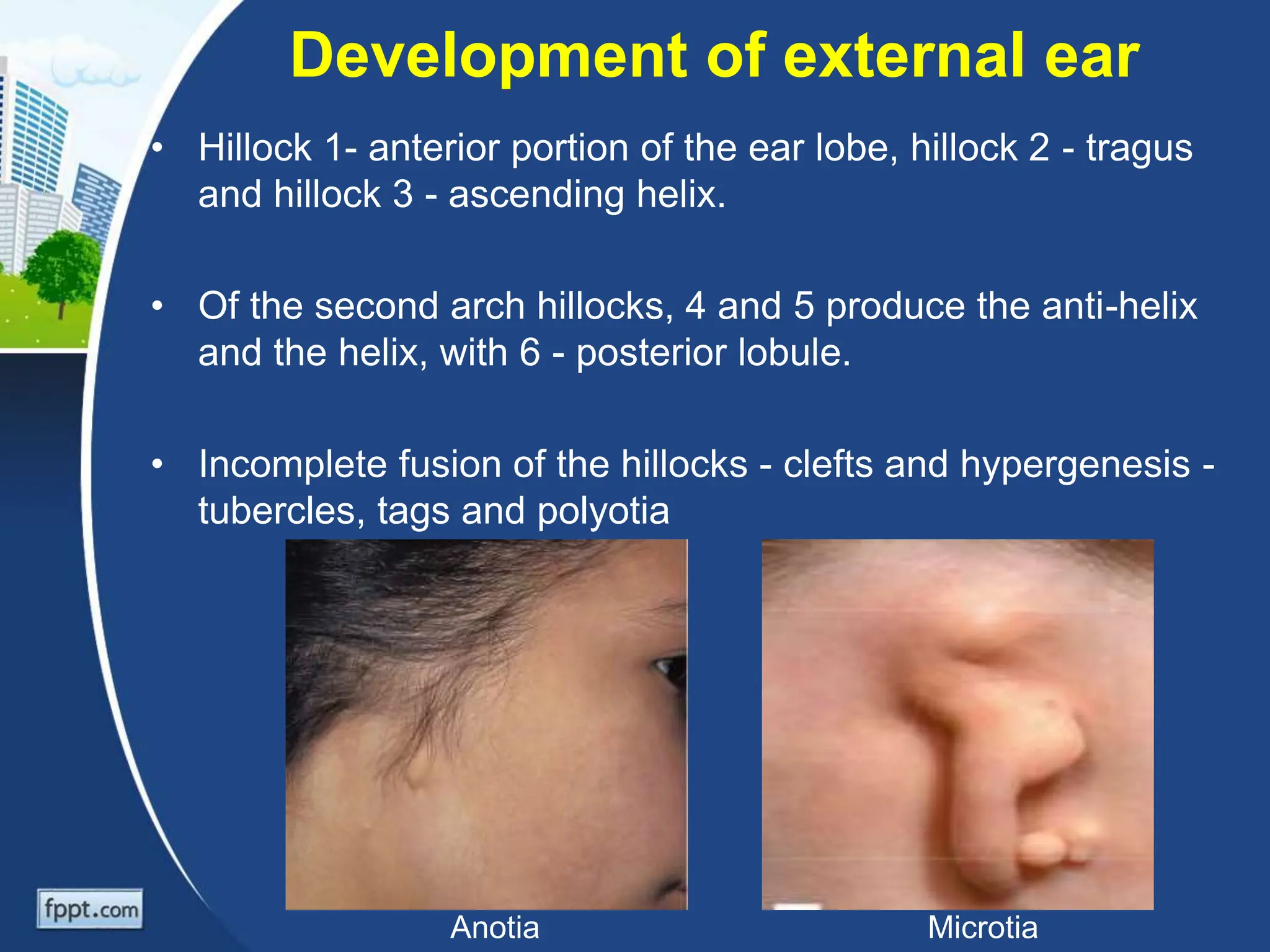 Embryology of Pharyngeal arches and it's clinical aspect.ppt