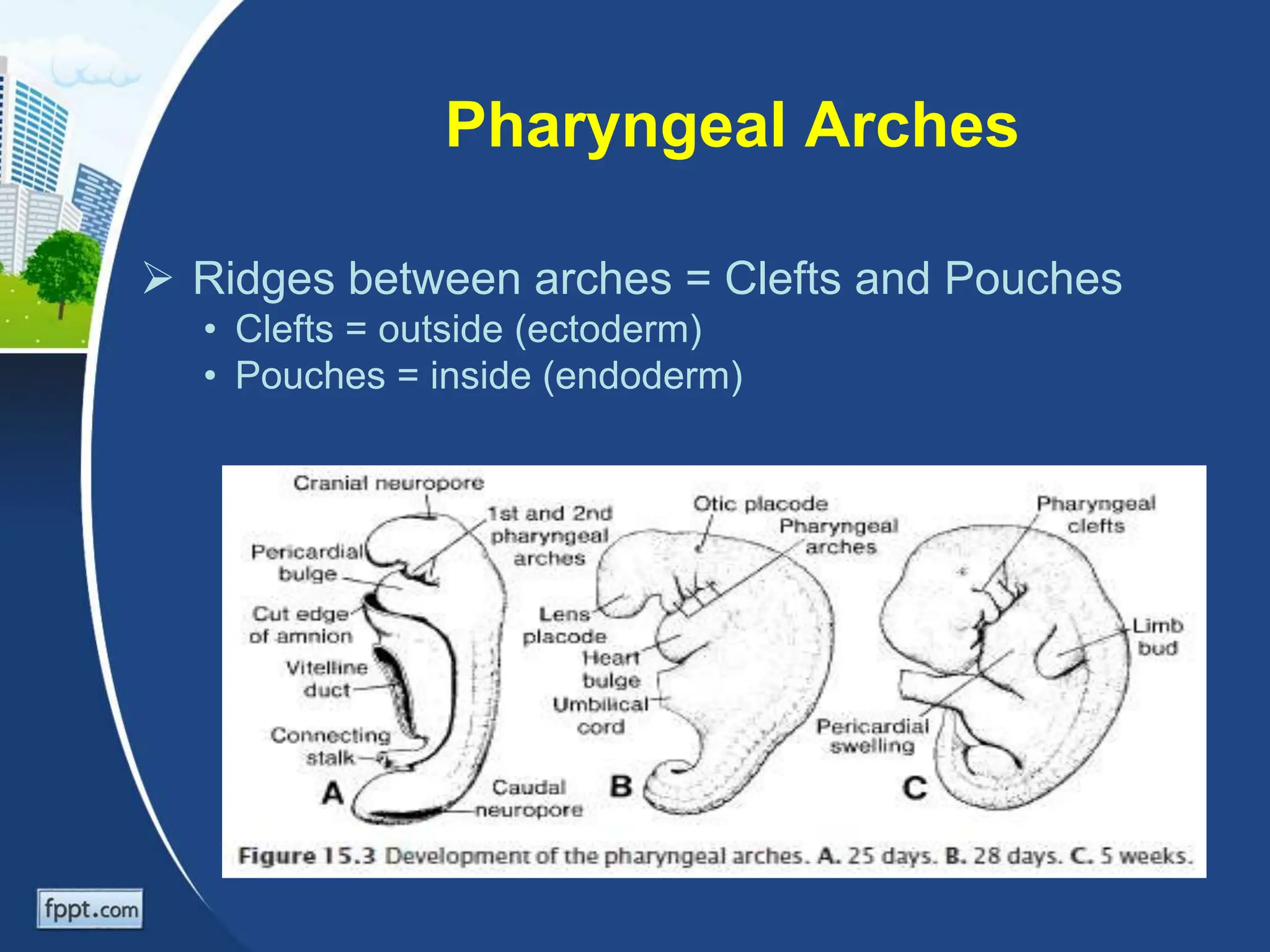 Embryology of Pharyngeal arches and it's clinical aspect.ppt