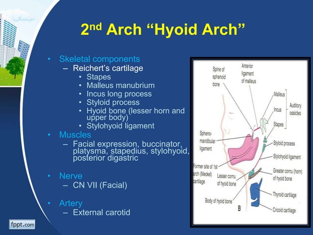Embryology of Pharyngeal arches and it's clinical aspect.ppt