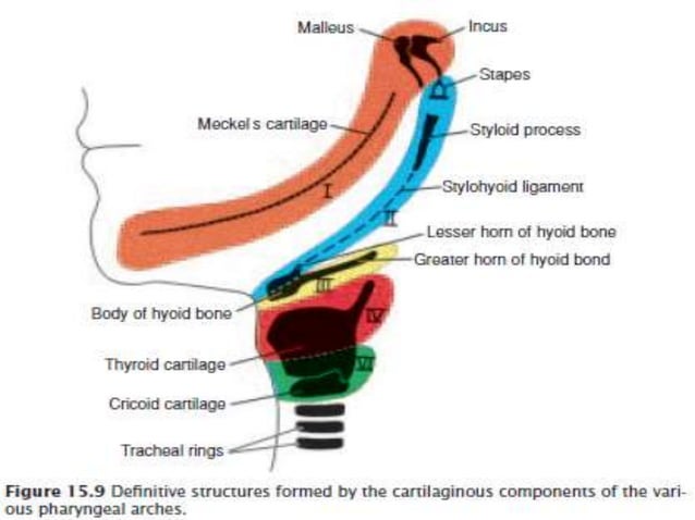Embryology of Pharyngeal arches and it's clinical aspect.ppt