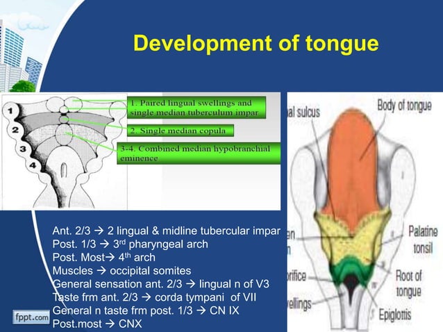 Embryology of Pharyngeal arches and it's clinical aspect.ppt