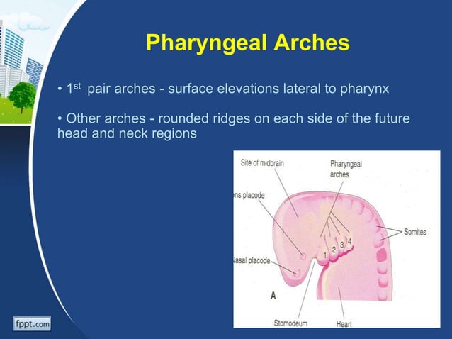 Embryology of Pharyngeal arches and it's clinical aspect.ppt