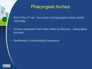 Embryology of Pharyngeal arches and it's clinical aspect.ppt
