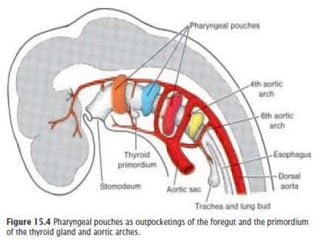 Embryology of Pharyngeal arches and it's clinical aspect.ppt