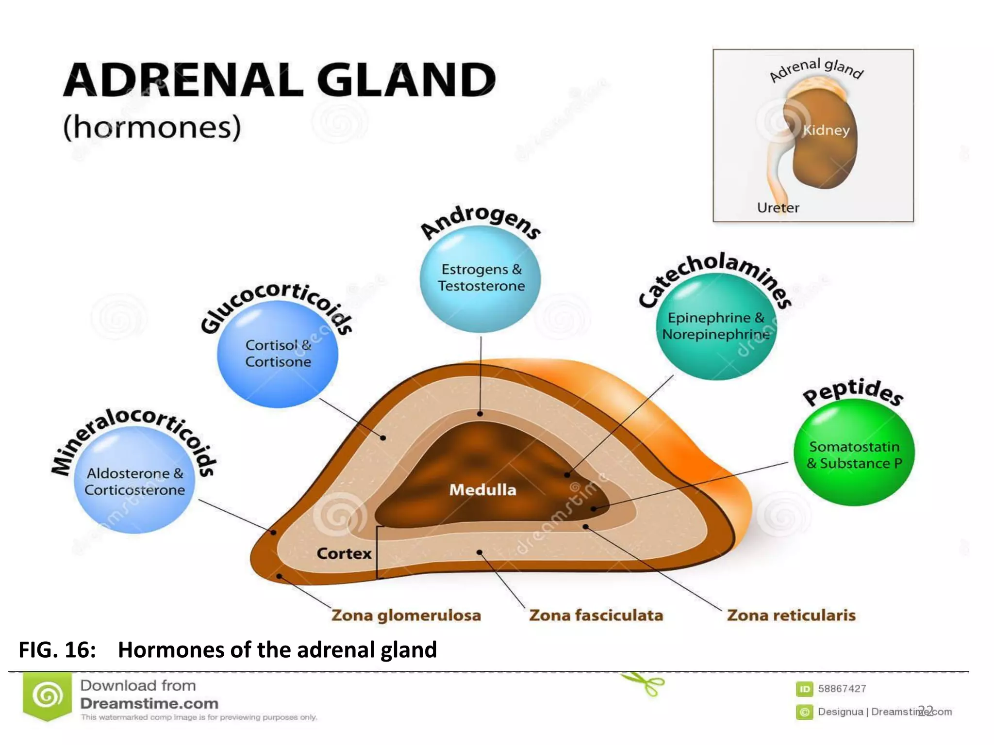 Embryology of pineal and adrenal gland by Zachariah Richard | PDF