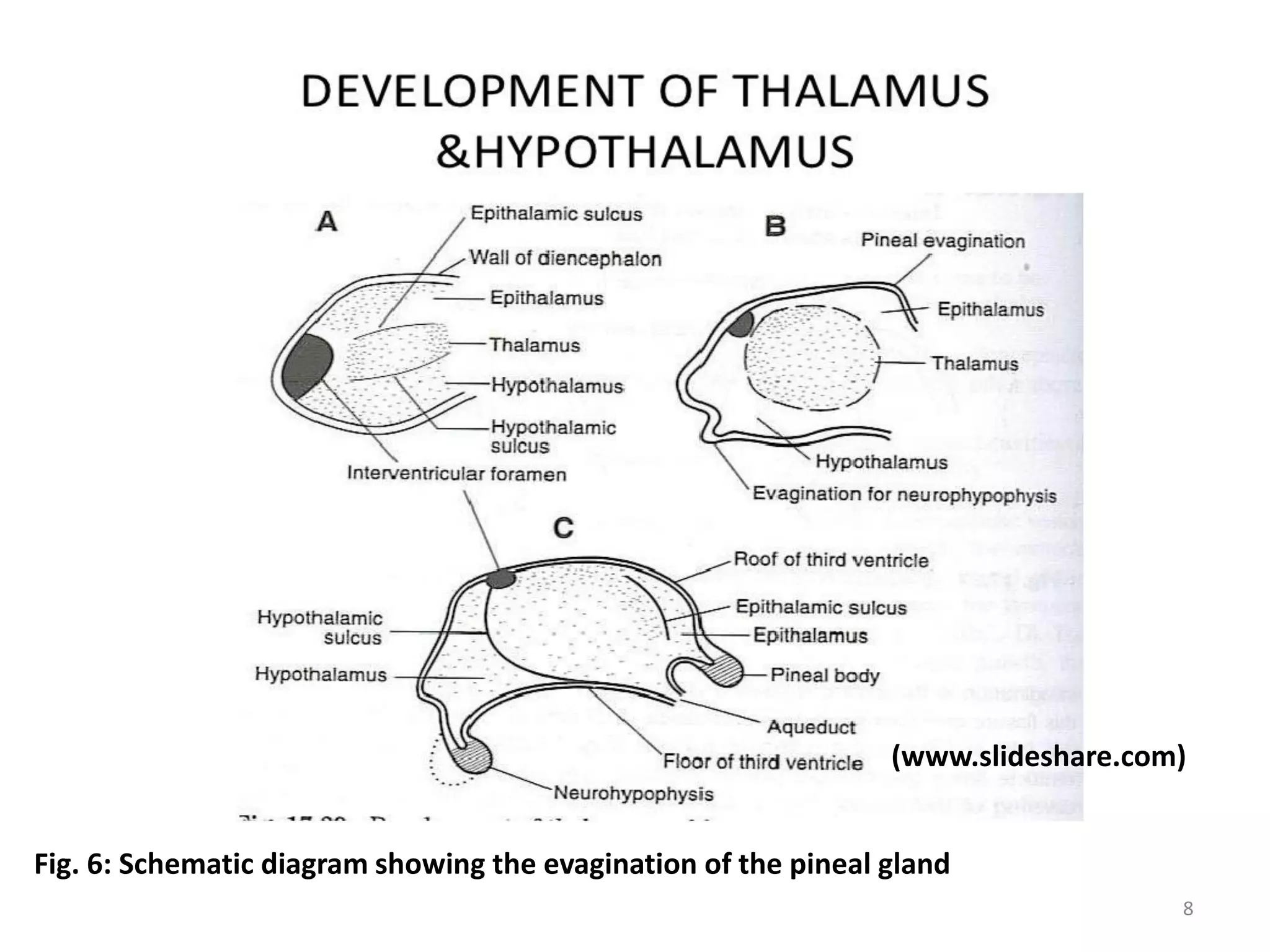 Embryology of pineal and adrenal gland by Zachariah Richard | PDF