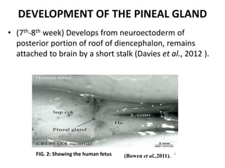 Embryology of pineal and adrenal gland by Zachariah Richard | PDF