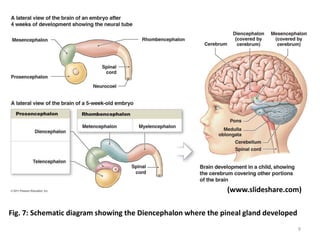 Embryology of pineal and adrenal gland by Zachariah Richard | PDF