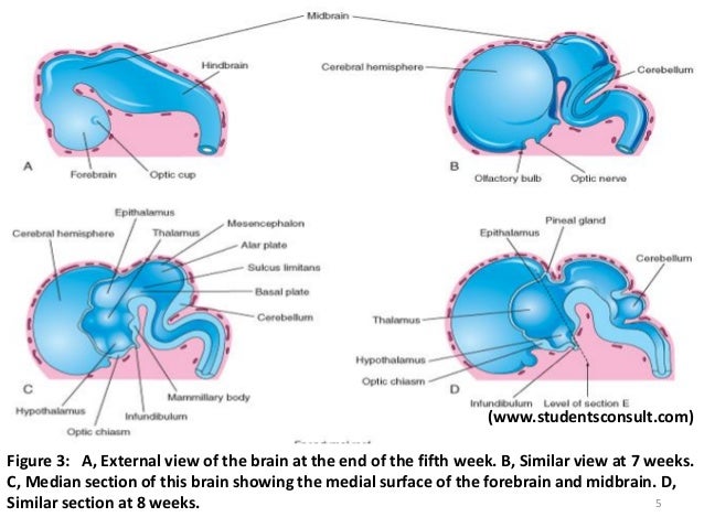 Embryology of pineal and adrenal gland by Zachariah Richard