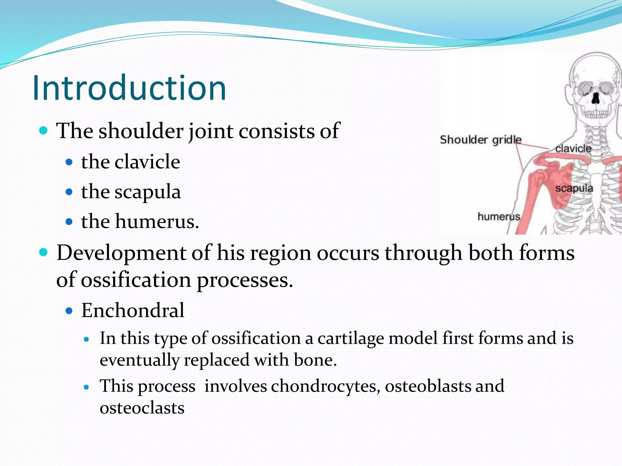 Embryology of shoulder joint | PPTX