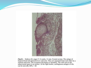 Embryology of shoulder joint | PPTX