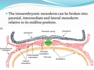 Embryology of shoulder joint | PPTX