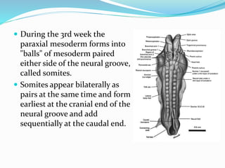 Embryology of shoulder joint | PPTX