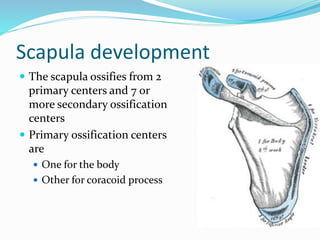 Embryology of shoulder joint | PPTX