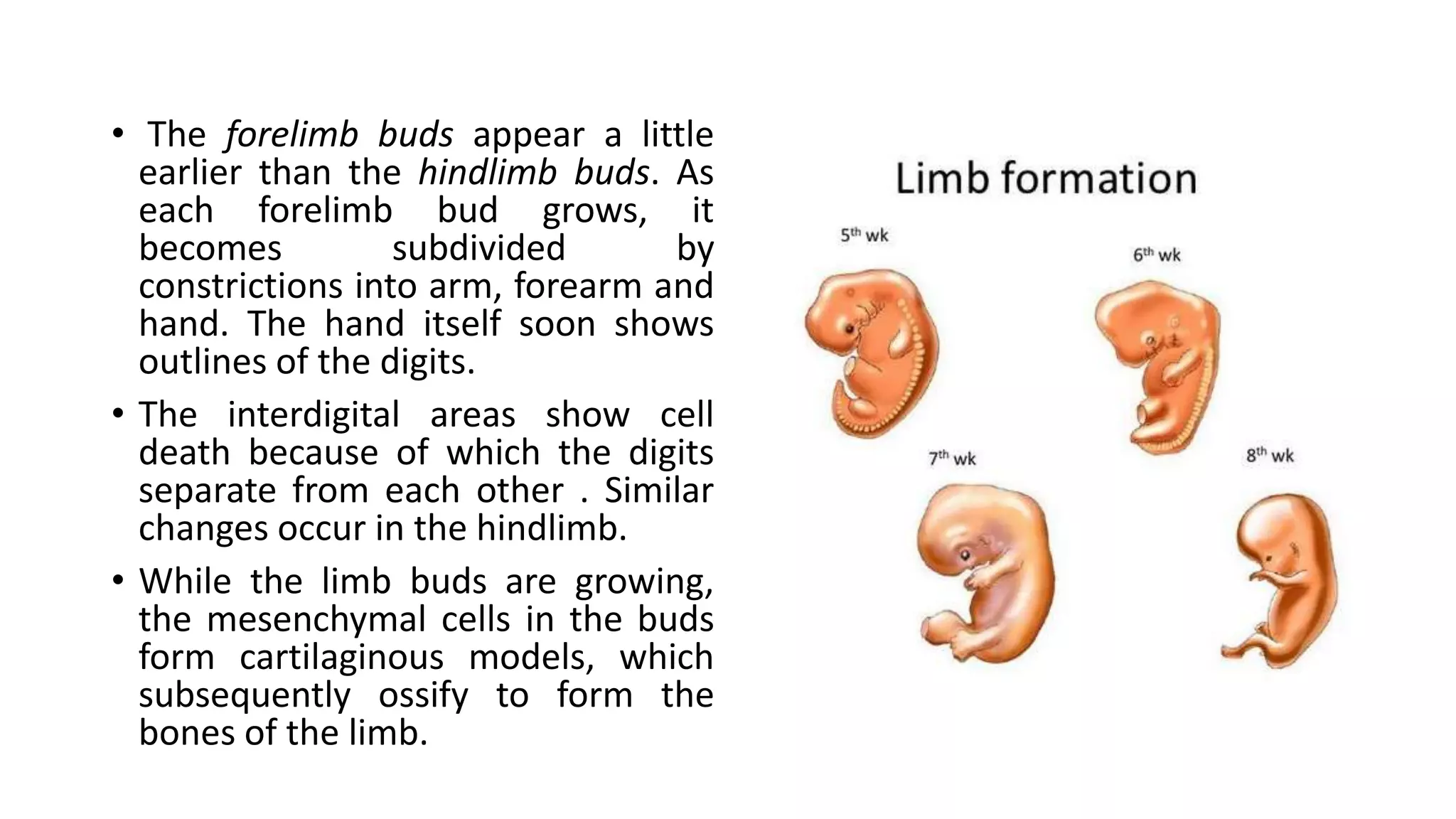 Embryology of skeletal system | PPT