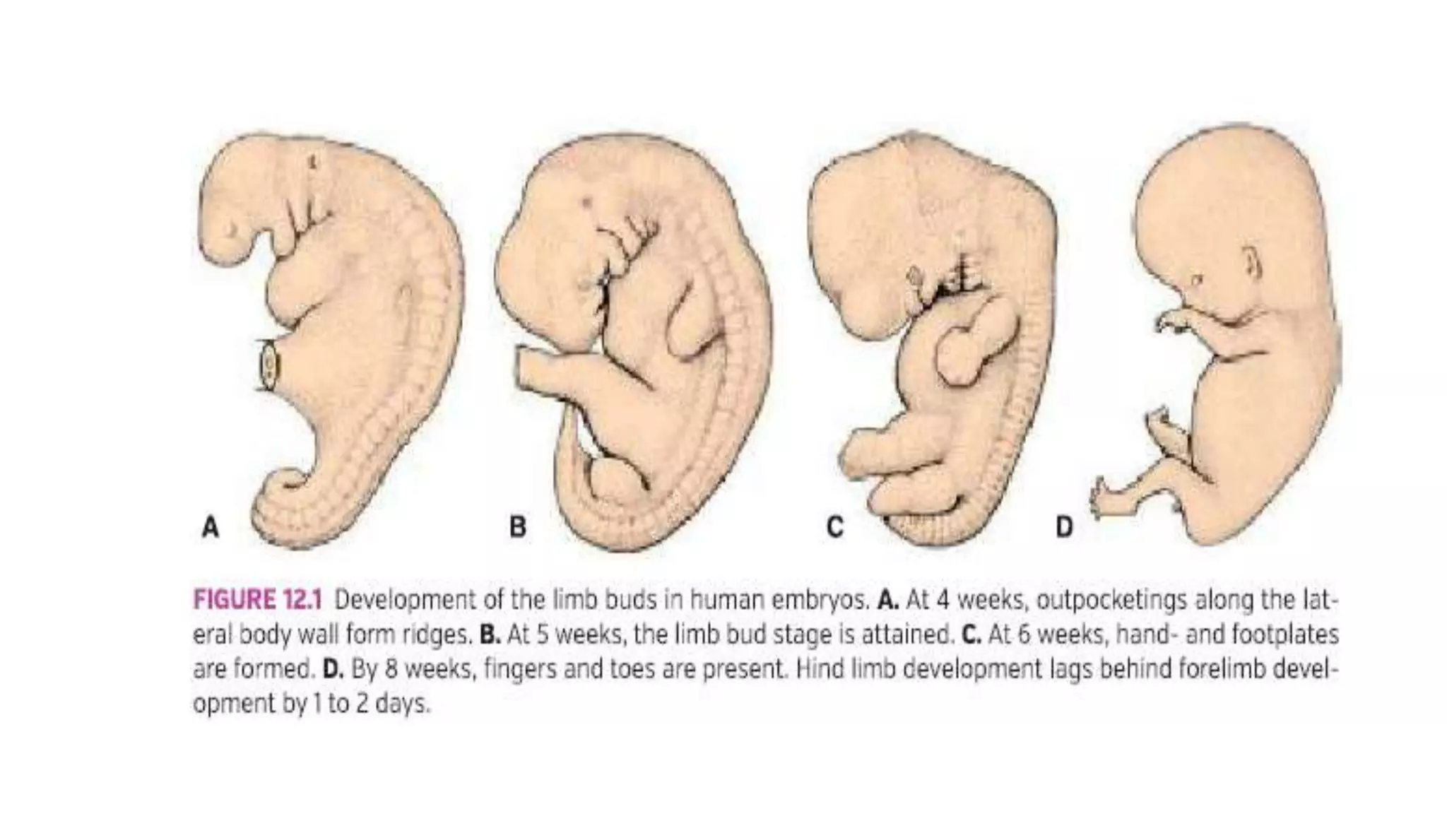 Embryology of skeletal system | PPT