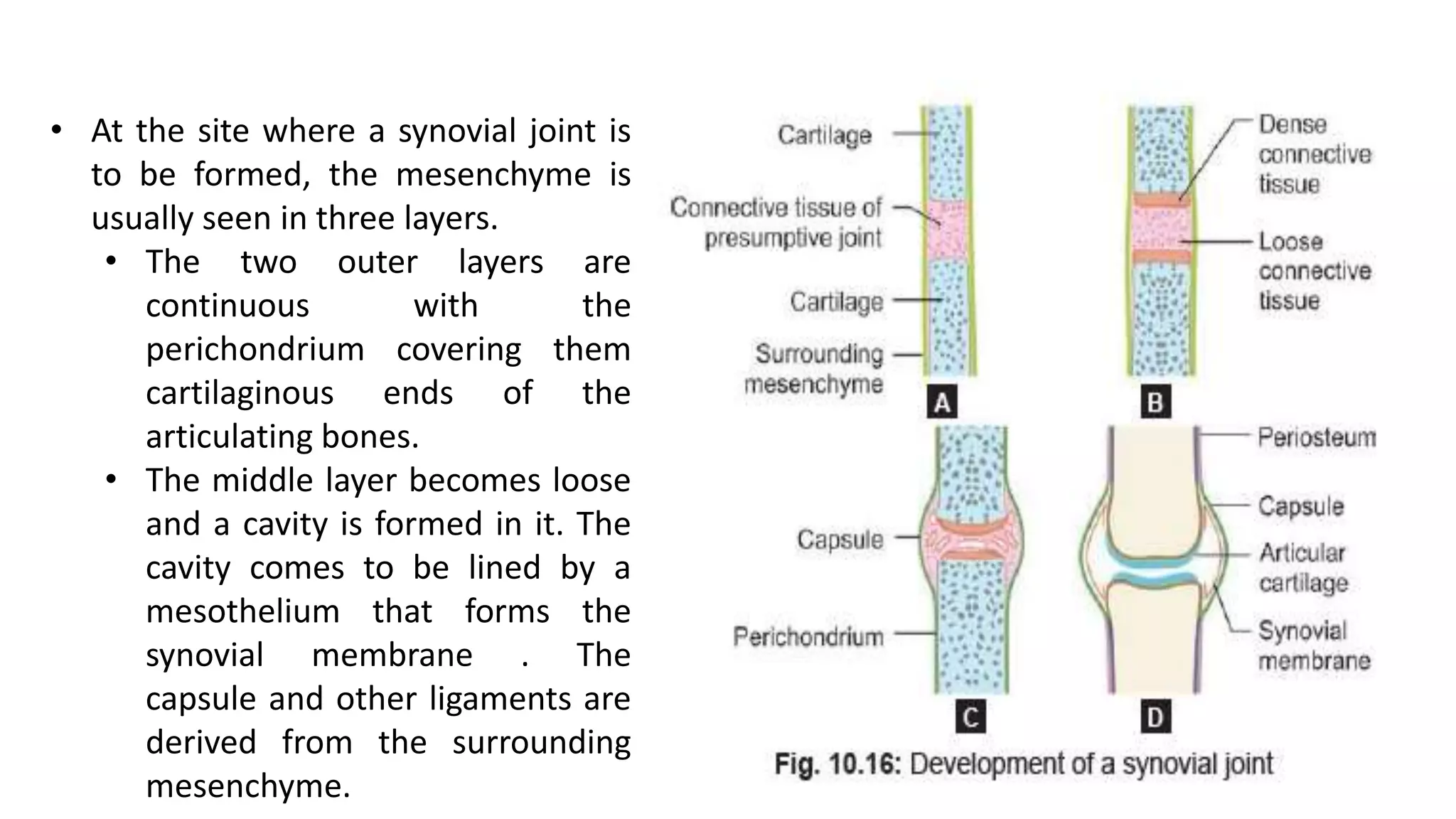 Embryology of skeletal system | PPT
