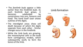 Embryology of skeletal system | PPT