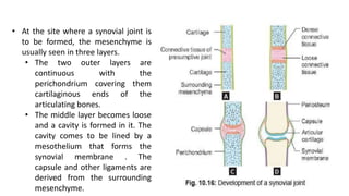 Embryology of skeletal system | PPT