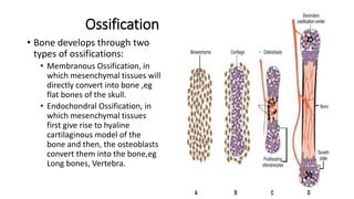 Embryology of skeletal system | PPT | Death, Injury, or Military ...
