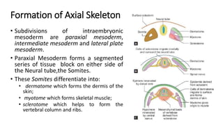 Embryology of skeletal system | PPT