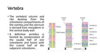 Embryology of skeletal system | PPT