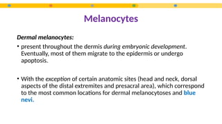 Embryology of Skin - Epidermal Development , Development of the ...