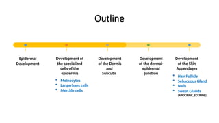 Embryology of Skin - Epidermal Development , Development of the ...
