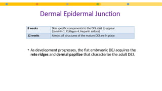 Embryology of Skin - Epidermal Development , Development of the ...