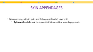 Embryology of Skin - Epidermal Development , Development of the ...